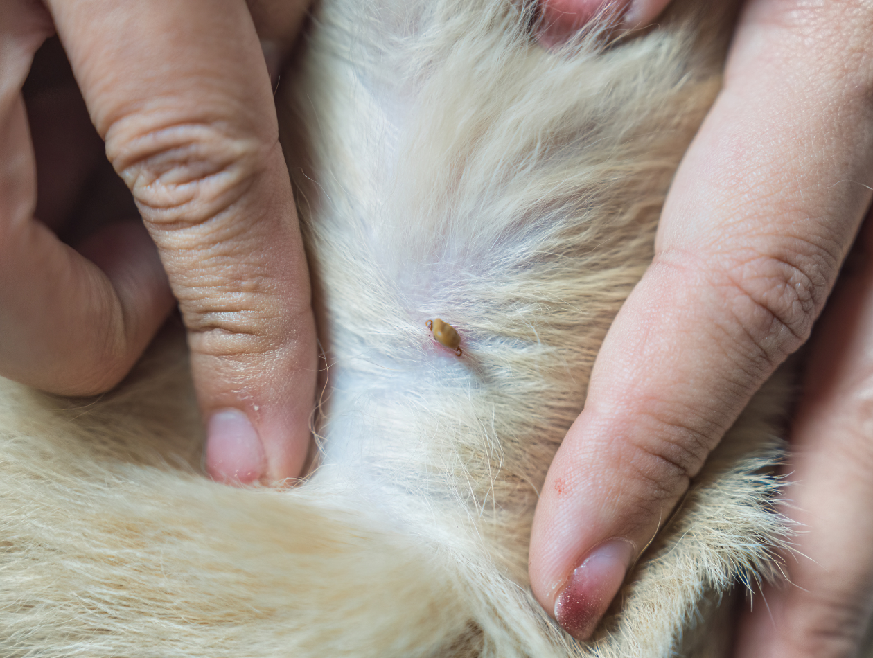 Zecken bei Vierbeinern: Wie man sie erkennt und effektiv vorbeugt